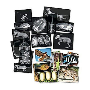 Roylco Animal X-ray Set – 14 Realistic Animal Skeleton Images for Homeschool Science, Classroom Anatomy Lessons, and Lab Studies – Hands-On STEM/STEAM Learning for Kids