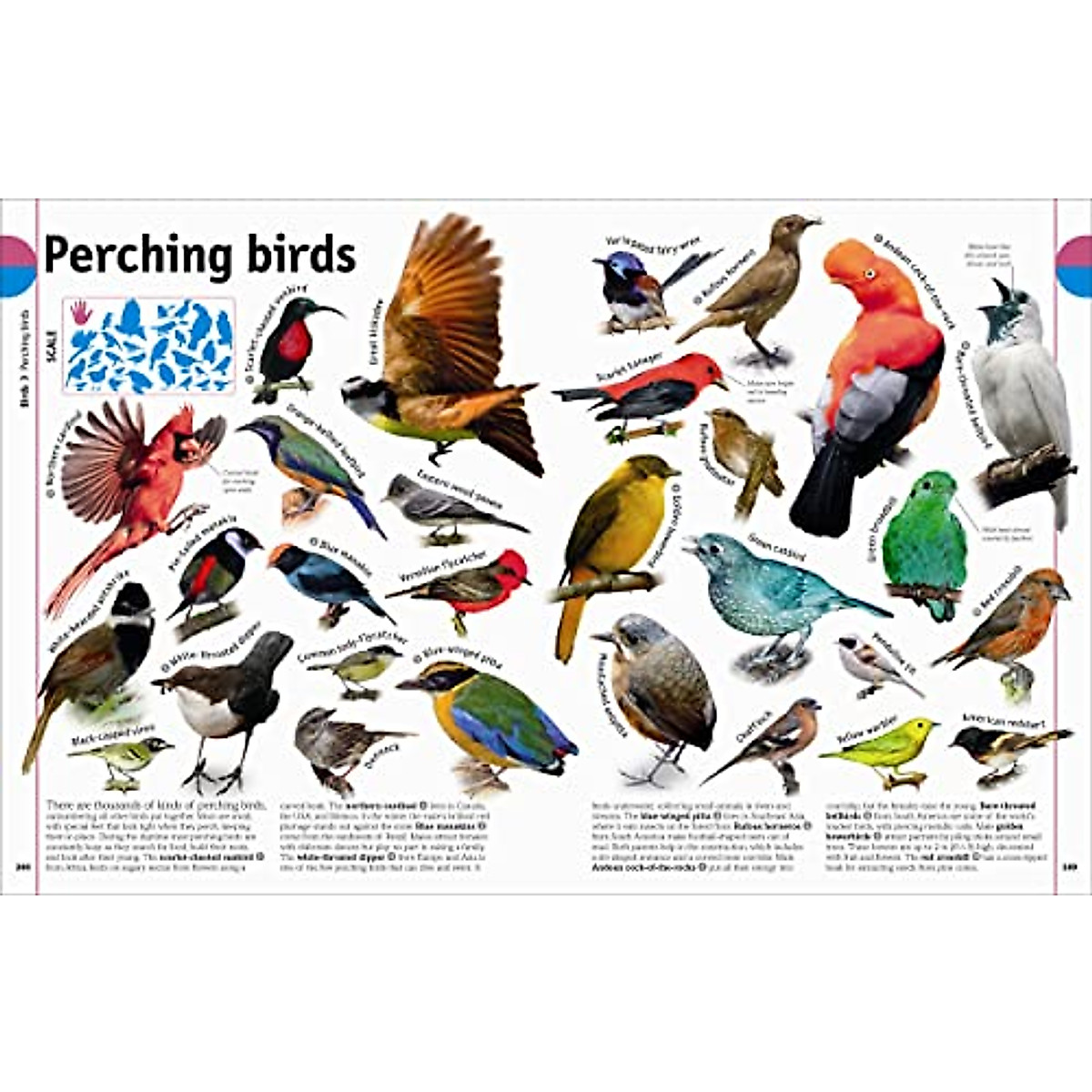 The Animal Book: A Visual Encyclopedia of Life on Earth (DK Our World in Pictures)