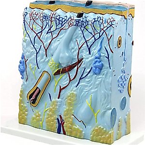 BAWHO Human Skin Tissue Structure Model, 105 Times Magnified Cross-sectional Model of Human Skin for Science Classroom Study Display