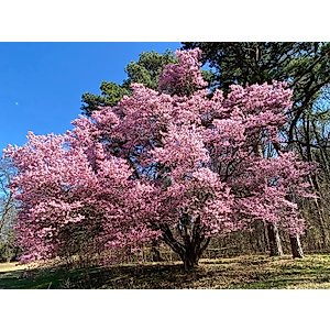 Okame Cherry Blossom Plant - Japanese Cherry Blossom Tree for Planting (6''-10'' Tall) - Not Ship AZ, CA