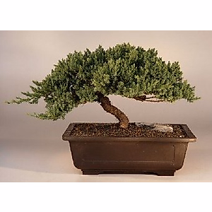 Bonsai Boy's Juniper Windswept - Extra Large juniper procumbens 'nana'