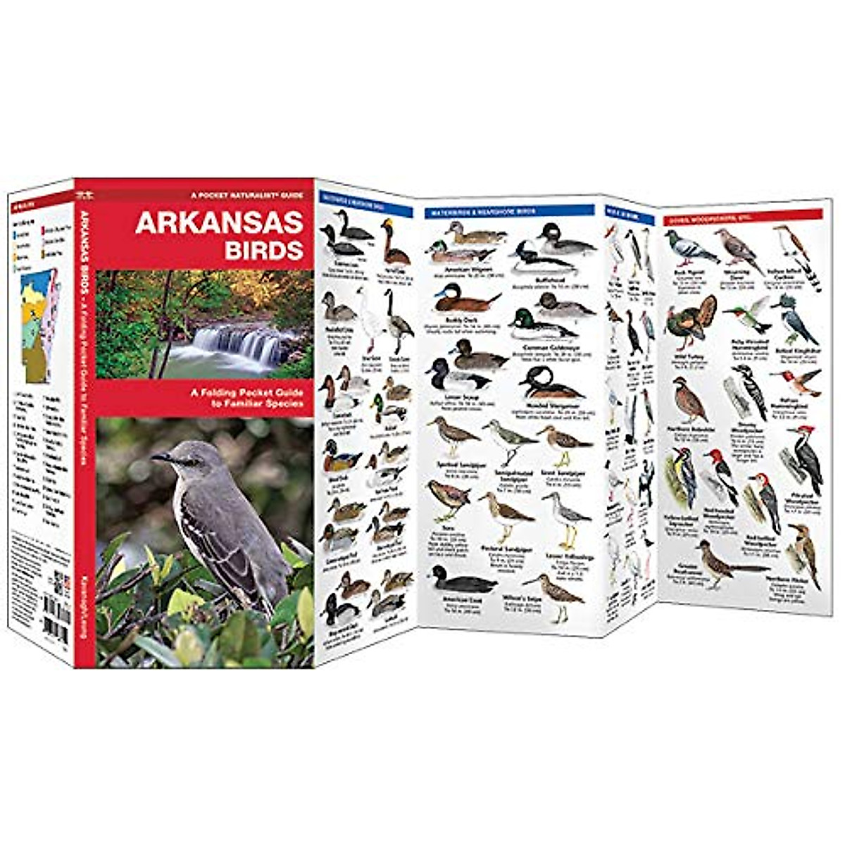 Arkansas Birds: A Folding Pocket Guide to Familiar Species (Nature Observation North America)