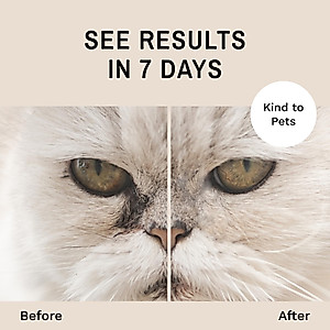 Eye Envy Cat Tear Stain Remover Starter Kit with ProPowder Brush | Stain Solution, Applicator Pads, Stain Powder and Small Applicator Brush | Lasts 30-45 Days