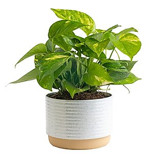 Costa Farms Golden Pothos Live Plant, Easy Care Indoor House Plant in Modern Decor Planter Pot, Potting Soil, Natural Air Purifier Houseplant, Housewarming Gift, Home Decor, Room Decor, 10-Inches Tall