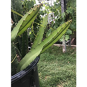 Ky Garden Yellow Dragon Fruit Variety PALORA, Flesh Cutting Pitaya 2.8-3.0 Foot