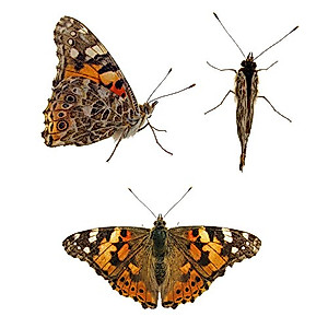 Nature Gift Store 10 Live Caterpillars Shipped Now- Butterfly Kit Refill ONLY