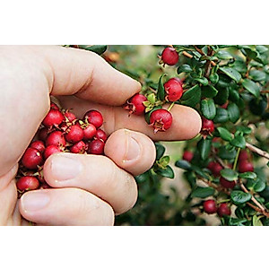 1135-Chilean Strawberry Bush (Ugni molinae) Seeds by Robsrareandgiantseeds UPC0764425787488 Non-GMO,Organic,Historic Plants, Bonsai,1135 Package of 5 Seeds
