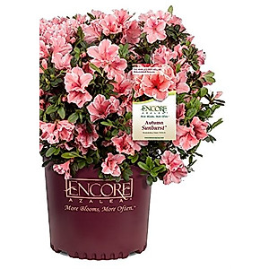 Encore Azalea Autumn Sunburst (3 Gallon) Coral Pink and White Flowering Plants - Full Sun Live Outdoor Plant Evergreen Rhododendron