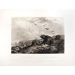 Hunting of the Grizzly Bear