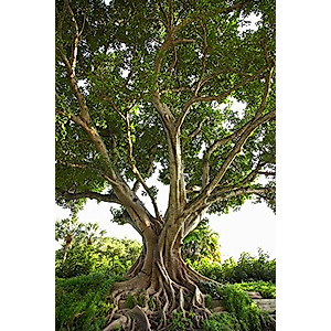 Ficus religiosa | Sacred Fig | Bodhi Tree | Pippala | Peepul | Peepal | 100_Seeds