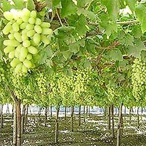 QAUZUY GARDEN 50 Witch Finger Grape Seeds Tear Drop Grapes, Sweet Sapphire Grapes - Premium Non-GMO Seeds - High Yield & Sweet & Tasty - Easy to Grow