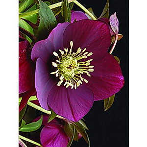 Perennial Farm Marketplace Helleborus x W.J. 'Ruby Wine' (Lenten Rose) Perennial, 1 Quart, Burgundy Flowers
