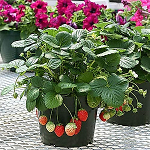 200+ White Strawberry and Red Strawberry Seeds Bonsai Berry Fruit Plants Garden Non-GMO