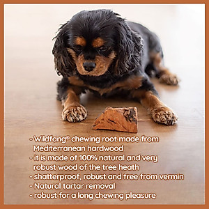 Wildfang® Chewing Root from The Tree Heather for Dogs, Robust and Durable Chewing Root for Dogs, Splinter-Free Chewing Wood as a Dog Toy for Optimal Dental Care for Dogs and Puppies (M)