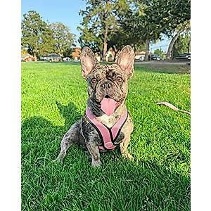 Gooby Comfort X Head in Harness - Pink, Small Harness Patented Choke-Free X Frame - Perfect on The Go Harness for Medium Dogs No Pull or Small Dogs for Indoor and Outdoor Use