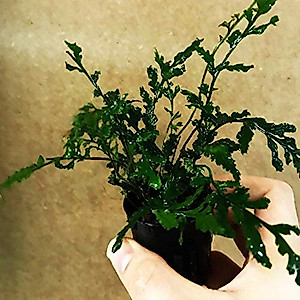 Water Fern Bolbitis Heudelotii Potted Live Aquarium Plant Fresh Water Plants by Greenpro