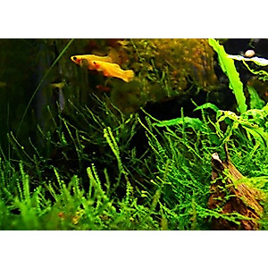 Greenpro Java Moss Live Freshwater Aquarium Plants Easy Ready to Grow