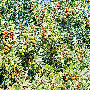 Ziziphus Mauritiana Seeds Indian Jujube Perennial Drought Tolerant Attracts Pollinators Evergreen Garden Outdoor 8Pcs Tree Seeds by YEGAOL Garden