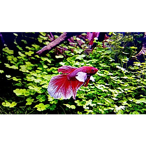 Crystalpro Betta Water Conditioner 4.22 Oz - Treats 660 Gallons - Additional Minerals Neutralizes Chlorine Concentrated Aquarium Water Conditioner for Betta Fish Tank Ideal for Betta Fish Care