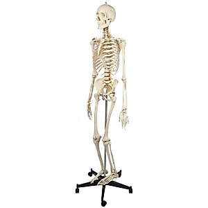 Rudiger Anatomie Physiological Skeleton with Flexible Spine, Spinal Cord, Vertebral Arteries, Mounted Herniated Disc and Sectioned Sacrum, Includes Display Stand with Casters, Dust Cover, and Warranty