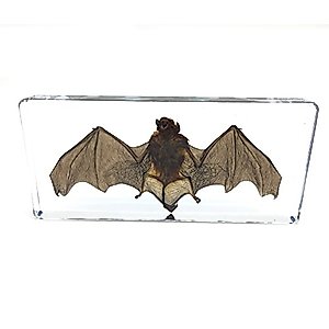 Bat Specimens Science Classroom Specimen for Science Education（5.5x2.5x0.7 Inch）
