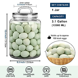 Daitouge 3 Gallon Glass Jar with Lid, 1 Pack Wide Mouth Large Glass Jar with lid, Super Large Cookie Jar for Food Storage, Sugar, Flour, Cookies,Dog Treats