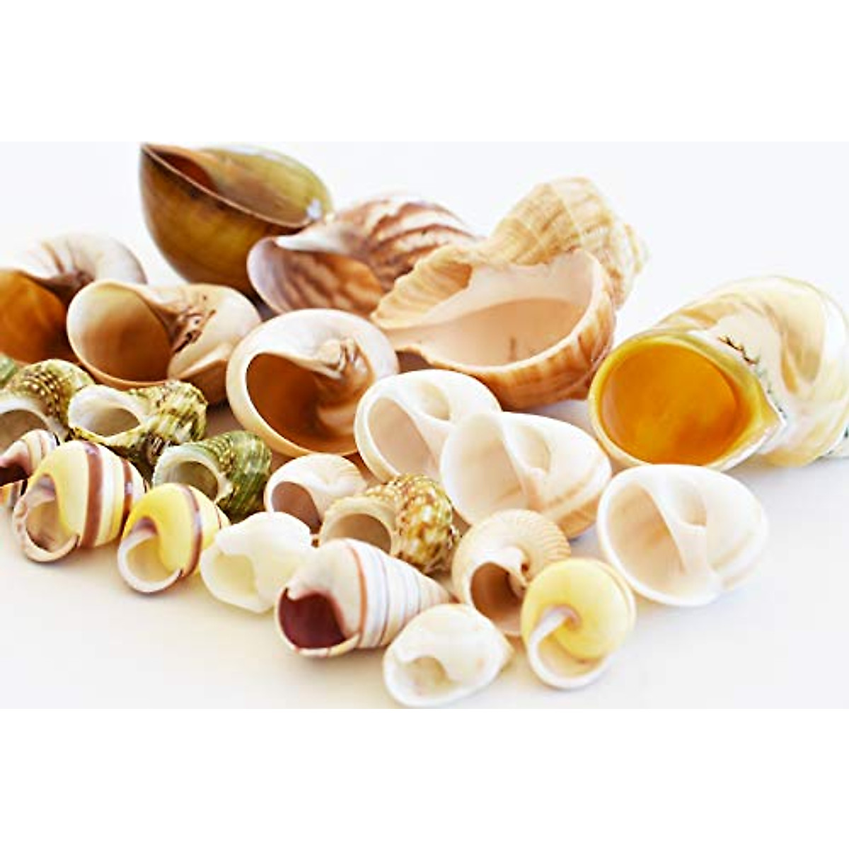 Set of 35 Hermit Crab Shells Assorted Changing Seashells Small 1/2"-2" Size (Opening Size 1/4" - 1") Mega Pack
