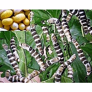 Coastal Silkworms 250 Count Black Tiger Silkworm Eggs Hatch at Room Temp (Pack of 1)
