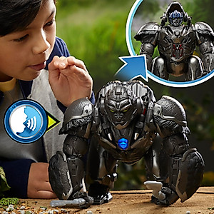 Transformers Toys Rise of The Beasts Command & Convert Animatronic Optimus Primal Toy, 12.5-Inch, Toys for Boys and Girls Ages 6 and Up