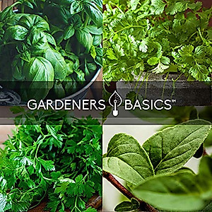 Culinary Herb Seeds For Planting Indoors and Outdoors 5 Herbs Seed Packets Including Basil, Cilantro, Chives, Oregano, and Parsley - Great for Kitchen Herb Garden Heirloom Herb Seeds - Gardners Basics