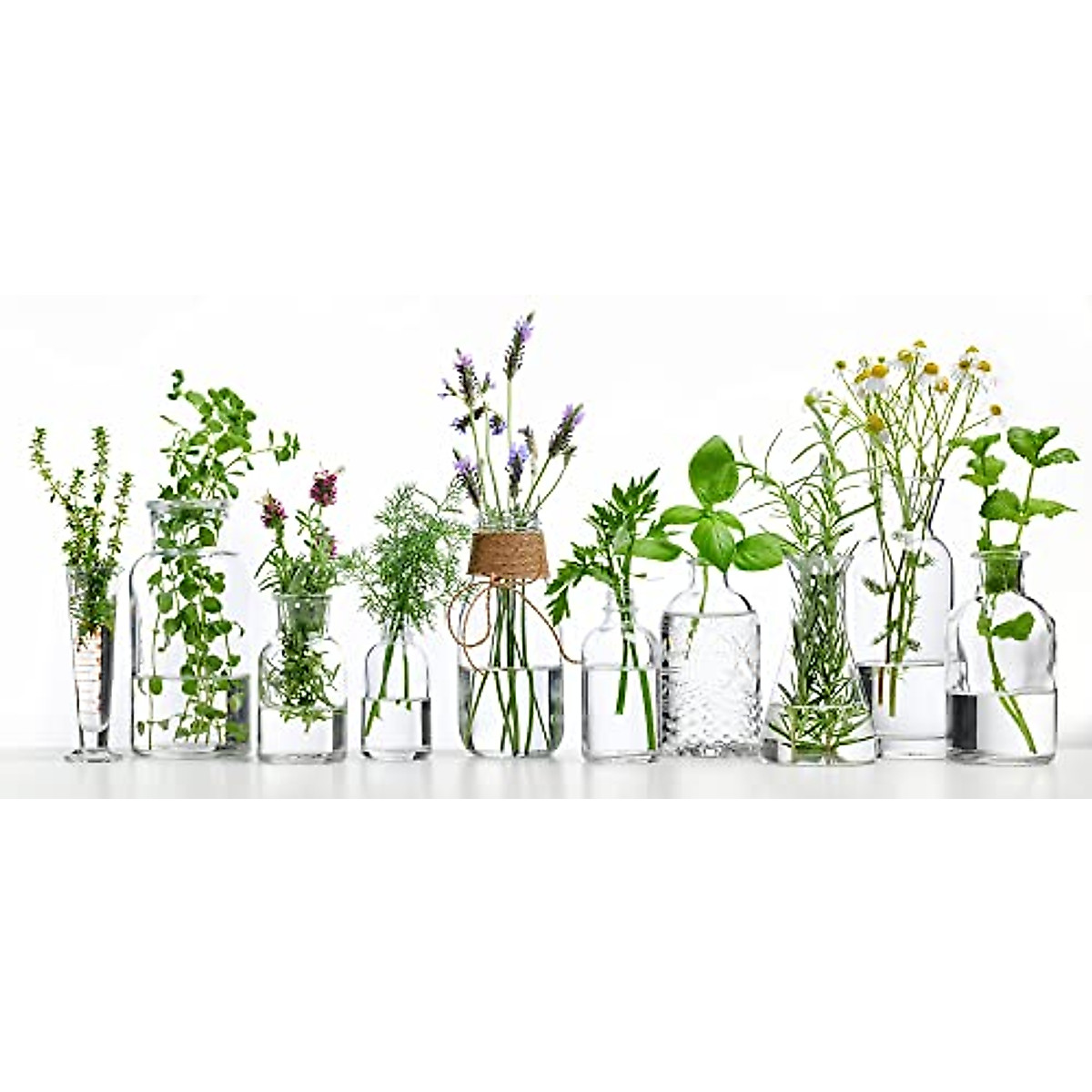 Essential Oils Garden Seed Kit - Grow Peppermint, Tea Tree, Lavender, Eucalyptus, Lemongrass, Orange