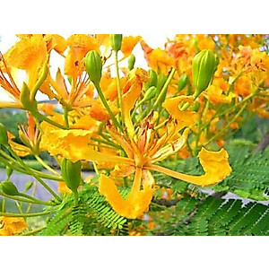 Succulent Seeds - DELONIX REGIA Yellow FLAMBOYAN Royal Poinciana Rare Bonsai Tree Seed 20 Seeds