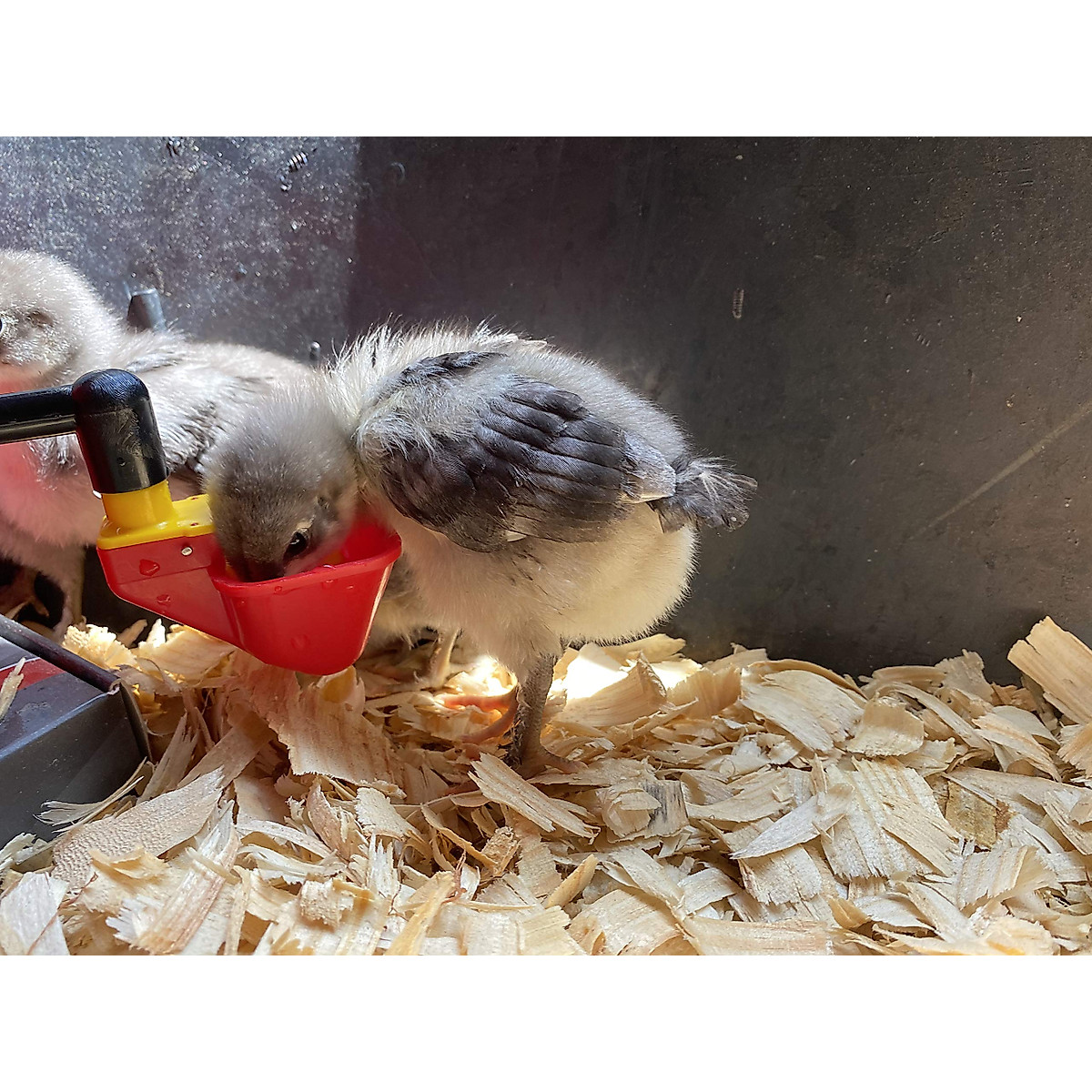 Backyard Barnyard 4 Pack NO PECK Poultry Cup Waterer Drinker for Chicken Ducks Quail (Hardware Included) Chooks Bebederos para Gallinas