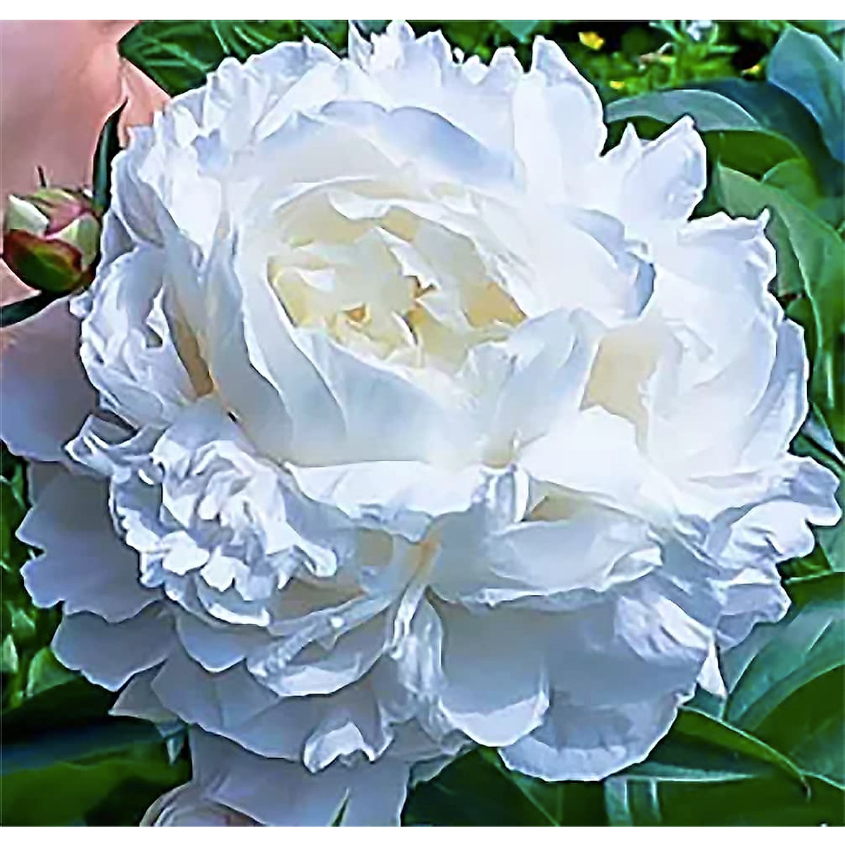 Marde Ross & Company Duchess De Nemours Double White Peony Bulbs - Bare Root 3-5 Eyes, Delightful Fragrance | Peony Plants for Planting Outdoors