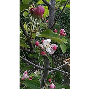 TriStar Plants - Gala Apple Tree - 1 Gallon - No Ship California, Healthy Established Roots, Semi Dwarf Apple Tree, Dwarf Gala Apple Tree, Small Apple Tree, Easy Care Orchard