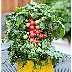 30+ Dwarf Red Robin Tomato Seeds, Heirloom Non-GMO, Sweet, Low Acid, Determinate, Open-Pollinated, Delicious, Lycopersicon lycopersicum, from USA