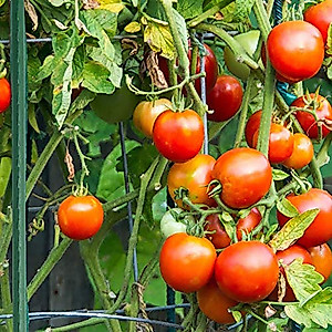 Xiny Tool Garden Stakes, 25 Pack Steel Plant Garden Tomato Stakes with Plastic Coat for Climbing Plants (25 Pack 60 Inch)