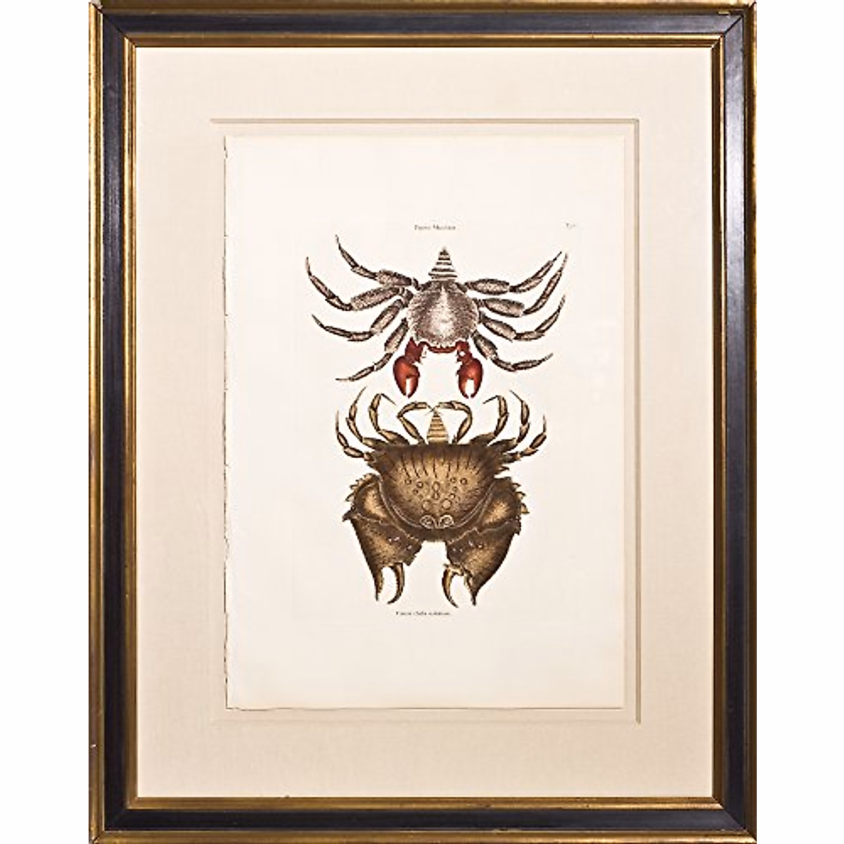 The Red-Mottled Rock-Crab