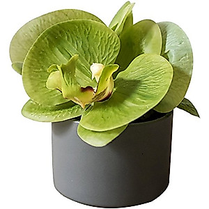 G Home Collection Rustic Mini Real Touch Potted Orchid in Green