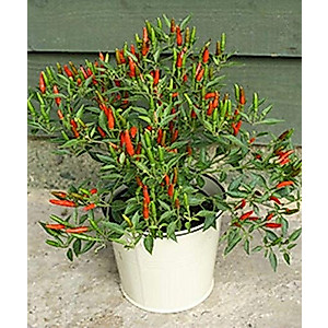 Small Thai Chili Hot Pepper Seeds - Hot Heirloom Chili from Thailand(25 - Seeds)