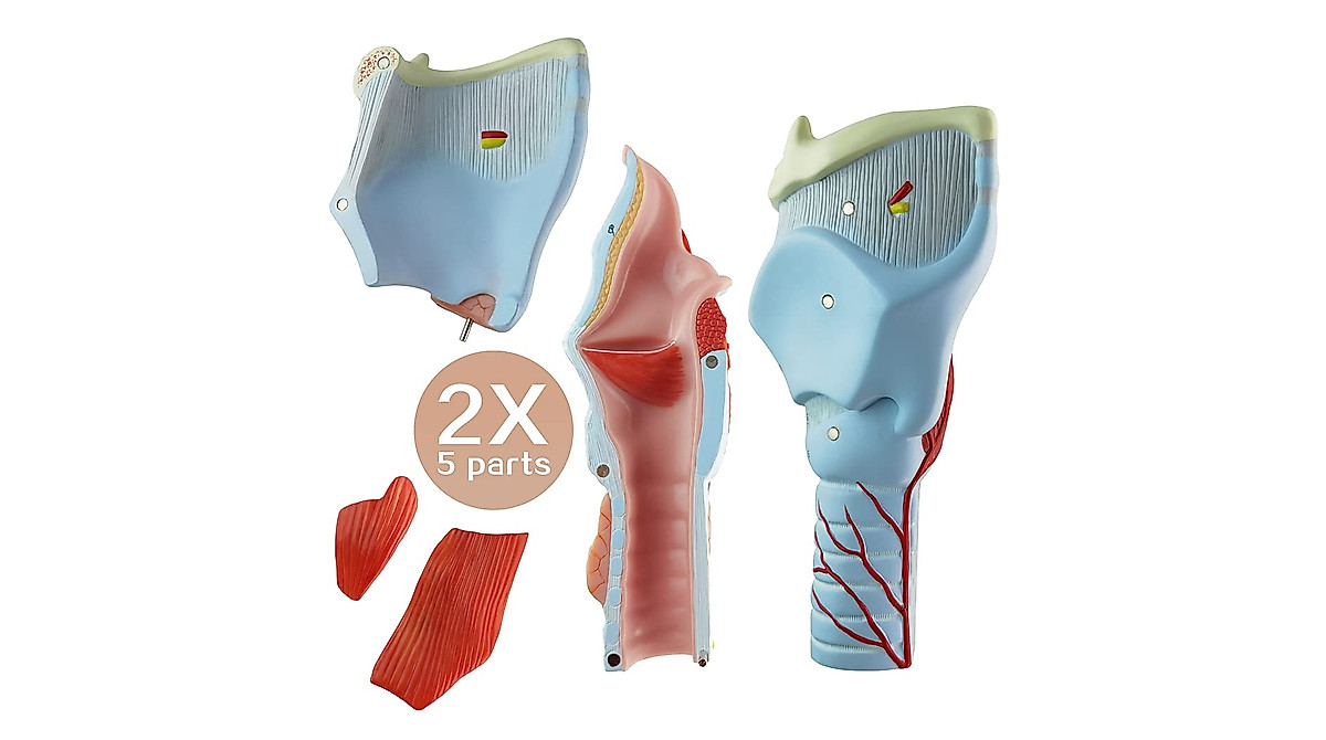 Human Laryngeal Model 1.5X Life Size for Medical Learning