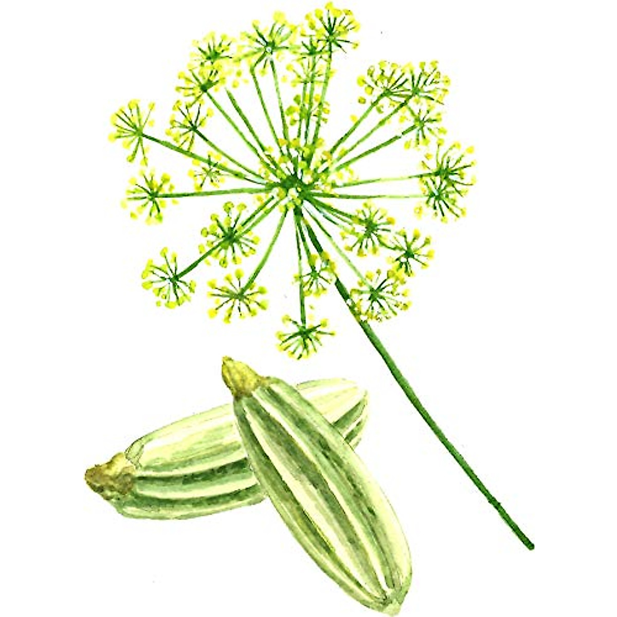 Gaea's Blessing Seeds - Fennel Seeds (2.0g) - Non-GMO Seeds with Easy to Follow Planting Instructions - Herb Seeds 85% Germination Rate