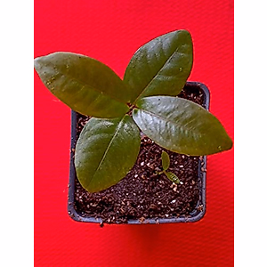 Purple Malay Apple Syzygium malaccense Fruit Tree Starter Potted Plant Very Rare