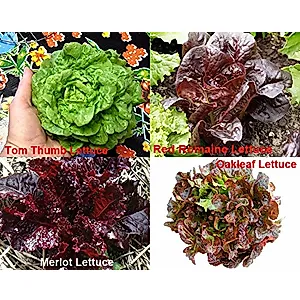 Please Read! This is A Mix!!! 1000+ Lettuce Mix 21 Varieties Seeds Heirloom Non-GMO. Seeds are not Individually Packaged!