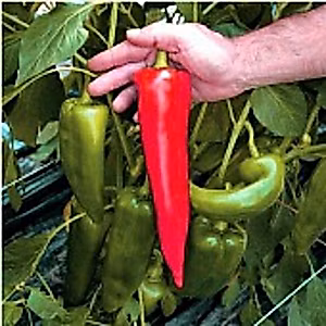 Atris Sweet Peppers Seeds (((50 Seed Packet))) (More Heirloom, Non GMO, Vegetable, Fruit, Herb, Flower Garden Seeds at Seed King Express)