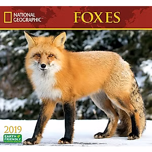 National Geographic Foxes 2019 Wall Calendar