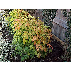 10 Dwarf Firepower Nandina Shrub Nandina Plants 5 to 9 Inc Tall, in 2.5 Inc Pot for Planting Ornaments Perennial Garden Simple to Grow Pots Gifts