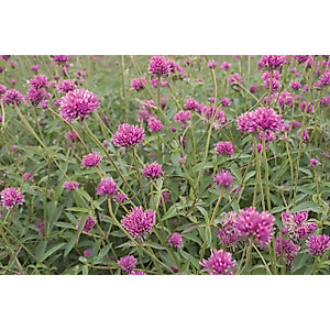 Burpee Fireworks Gomphrena Seeds 30 seeds