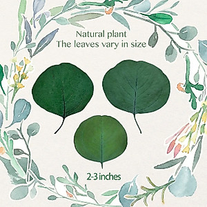 200+ Pcs Dried Real Eucalyptus Leaves, 100% Natural Preserved Bulk Silver Dollar Green Leaves Flower Girl Basket, Biodegradable Confetti for Weeding Registry Items, DIY Baby Shower Decor