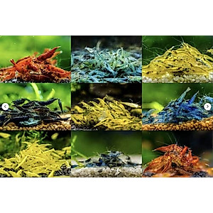 Tropical Fish And Feed 10 Mixed neocaridina Shrimp Skittles Live Freshwater Aquarium Shrimp breeding Age Young Adults 1/2 -1 inch Long Live Arrival Guarantee